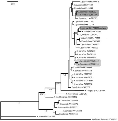 A Majority Rule Consensus Tree Based On An Analysis Of 36 Its Xanthoria