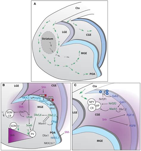 Frontiers Crosstalk Between Intracellular And Extracellular Signals