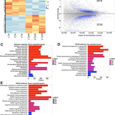 Clustering And Pathway Analysis Of Differentially Expressed Genes
