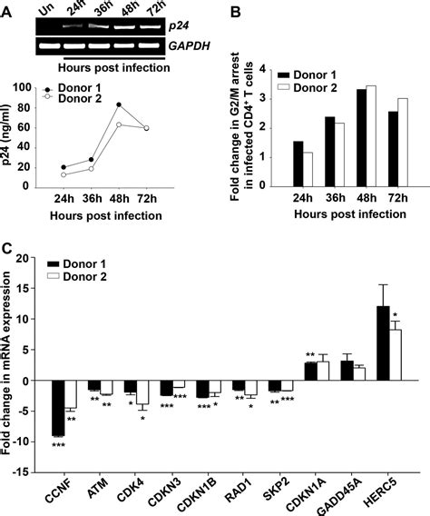 Cyclin F Fbxo1 Interacts With Hiv 1 Viral Infectivity Factor Vif And