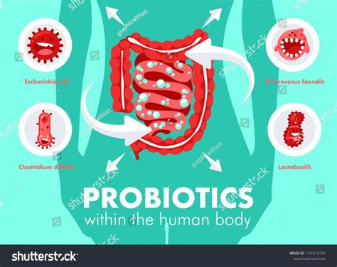 Intestinal Flora Gut Health Vector Concept With Bacteria And Probiotics