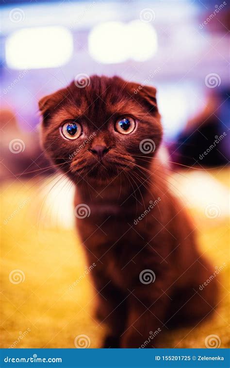 Really Cute Shocked Brown Haired Lady Is Amazed With Wide Open