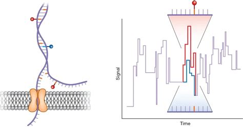 The Third Generation Sequencing The Advanced Approach To Genetic