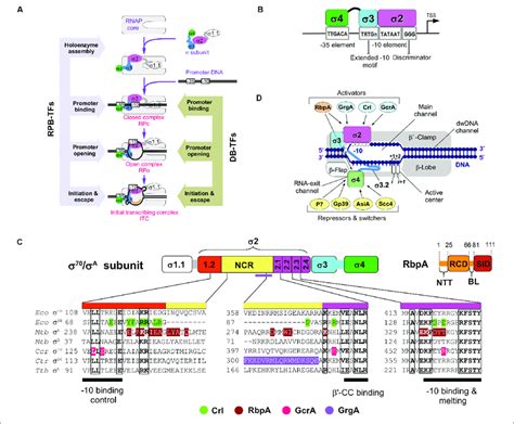 The Rnap Binding σ Regulators And Their Interaction With Rnap A