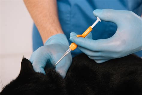 Tudo O Que Você Precisa Saber Sobre A Implantação Do Microchip Em Cães