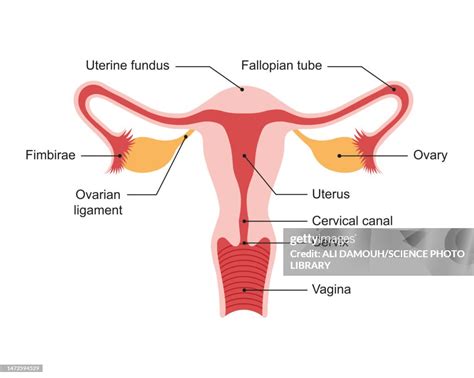 Female Reproductive System Illustration High Res Vector Graphic Getty