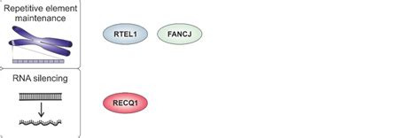 Overview Of Dna Helicases Involved In Safeguarding Plant Genome