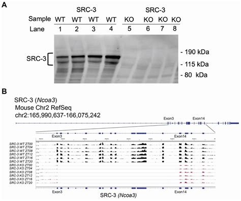 Figure S3 Deletion Of Src 3 In Mice Related To Figures 1 5 A