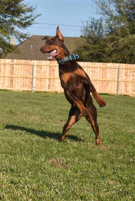 Flirt Indah Lux Dobermans