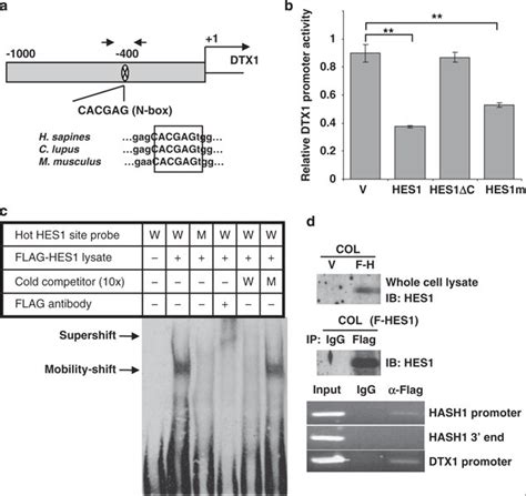 Hes1 Actively Represses The Deltex1 Dtx1 Through Binding To An N Box