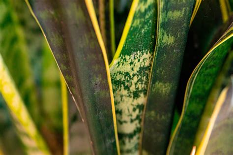 Daun Hijau Lurus Vertikal Tetesan Air Pada Daun Foto Stok Unduh