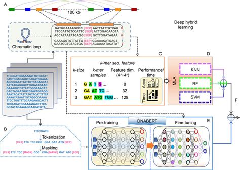 Workflow Of Deep Hybrid Learning For Chromatin Loop Prediction A