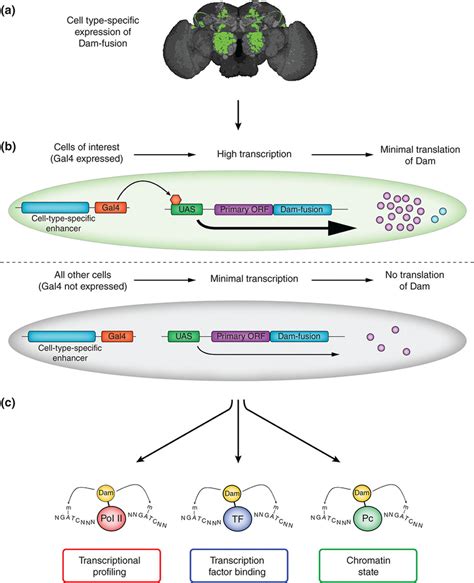 Schematic Illustrating Cell Type Specific Chromatin Profiling With
