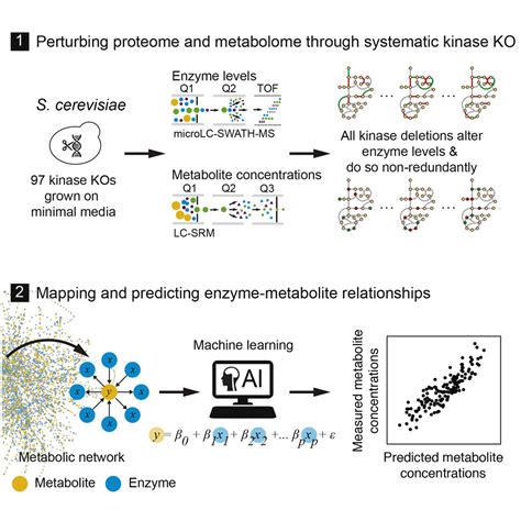 Machine Learning Predicts The Yeast Metabolome From The Quantitative