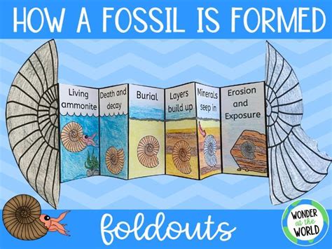 Four Books With The Words How A Fossil Is Formed And An Image Of Two