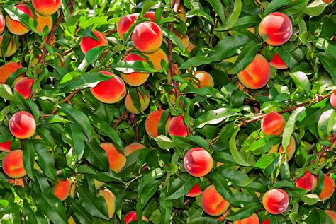 11 Dwarf Fruit Trees You Can Grow In Small Yards