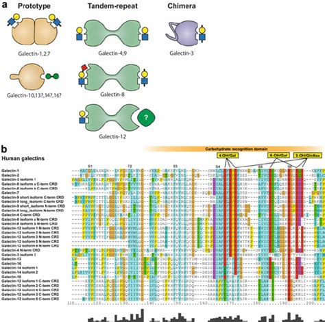 Galectin A Diagrammatic Representation Of Galectin Types B
