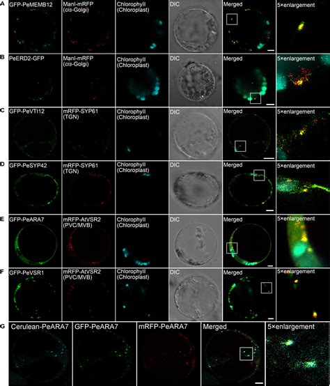 Frontiers Organelle Visualization With Multicolored Fluorescent