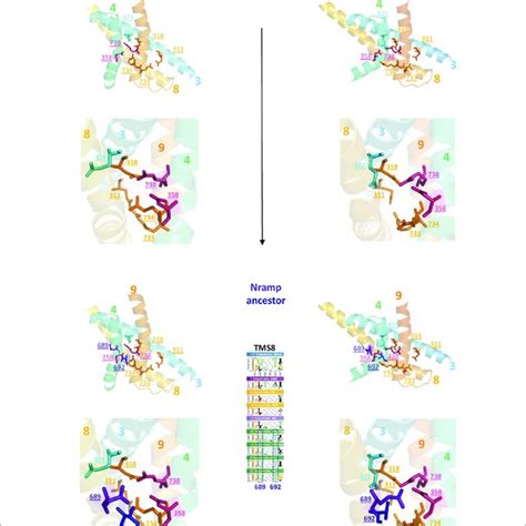Continued Stepwise Evolution Of Slc11 Proton Translocation Pathway
