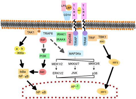 Toll Like Receptor 2