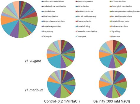 Functional Classification Of Identified Proteins According To