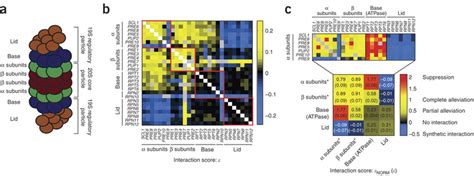 Functional Dissection Of The 26s Proteasome A Schematic Download