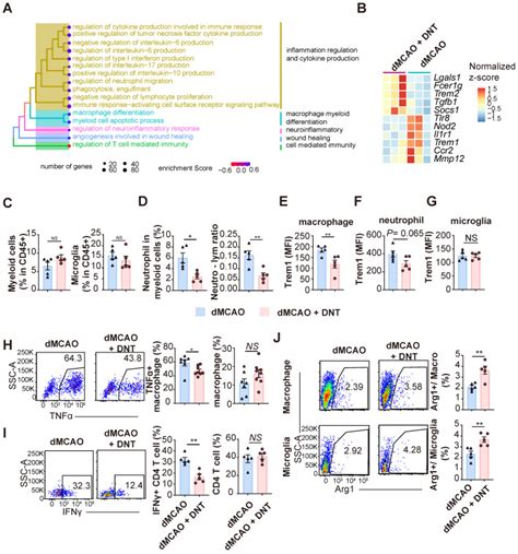 Tcrαβ Nk1 1 Cd4 Cd8 Double Negative T Cells Inhibit Central And