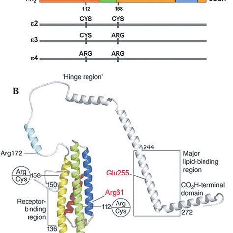 Influence Of Domain Interaction On The Structure Of Apoe3 And Apoe4