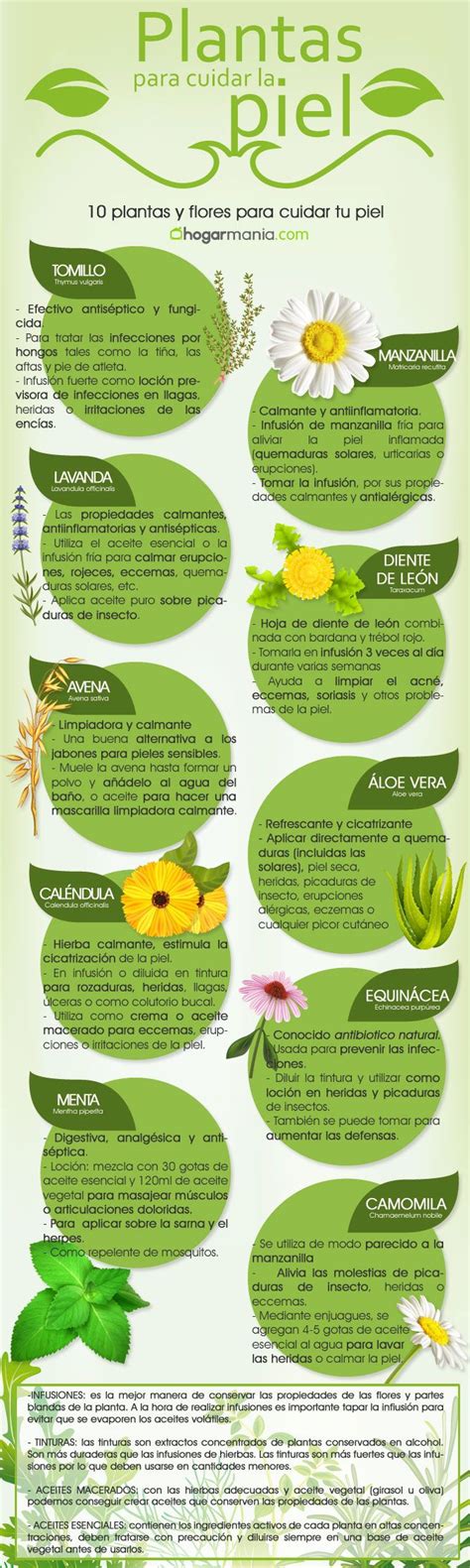 Lista De Plantas Medicinales Y Para Que Sirven Mayoría Lista