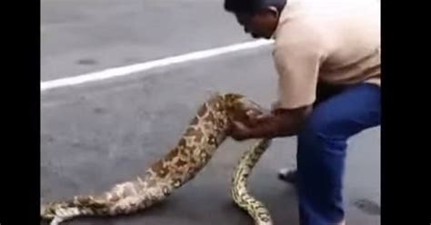 watch kerala man squeezes goat out of a six foot long python to save it