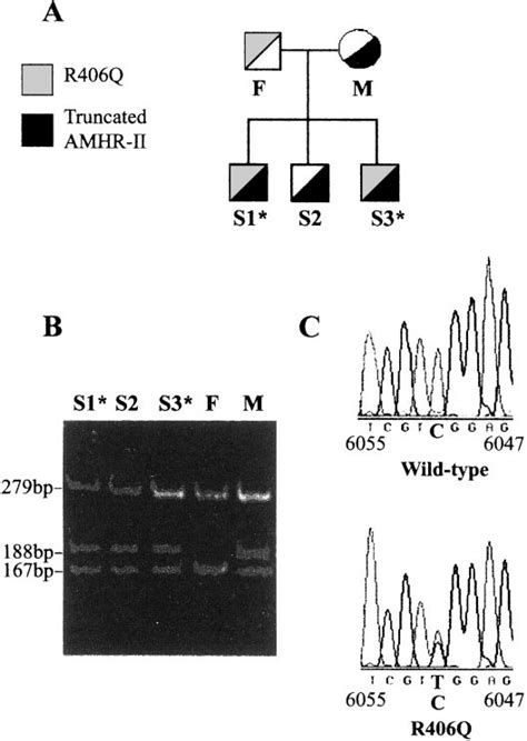 Detection And Transmission Of Truncation And R406q Amhr Ii Mutations In