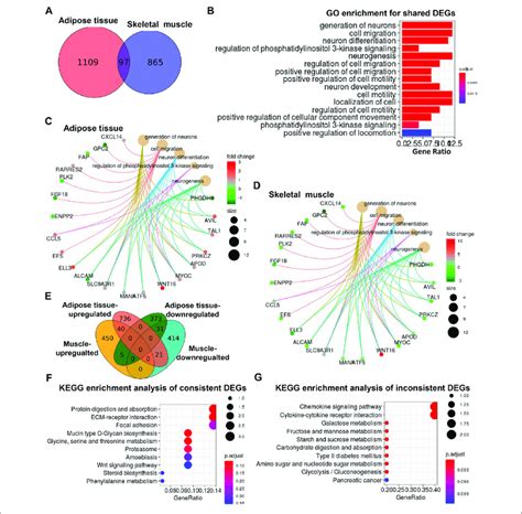 Comparison Of Significantly Altered Genes Between Adipose Tissue And