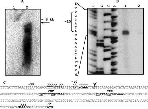 Transcriptional Analyses Of The Xyndc A Determination Of The Xyndc