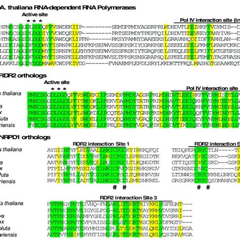 Sequence Conservation At Rdr2 And Nrpd1 Interaction Sites A