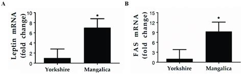 The Expression Of Leptin And Fatty Acid Synthetase Fas Mrna As