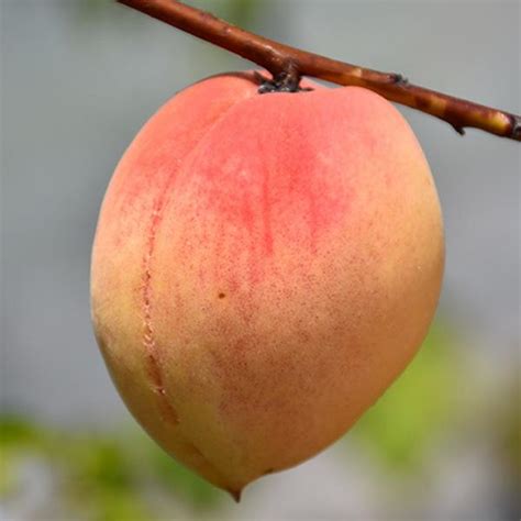 Departments Peach Belle Of Georgia Dwarf 7c