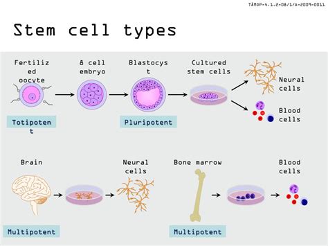 Stem Cells Types Sources And Its Importance In The Hu