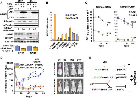 C Ebpβ At The Core Of The Tgfβ Cytostatic Response And Its Evasion In
