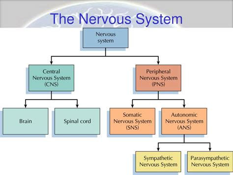 Ppt Integrative Function Of The Nervous System Powerpoint