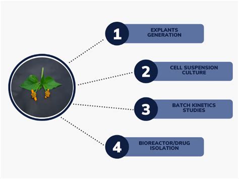 Overview Of Isolation Of Bioactive Compounds From L Camara Download