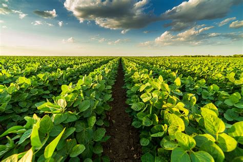 computational model shows effects of crop rotation against plant pests