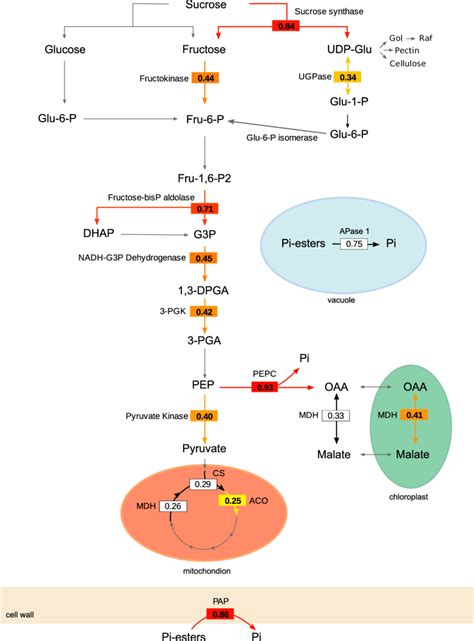 Targeted Analysis Of Enzyme Abundance In Root Tips Of Sucrose