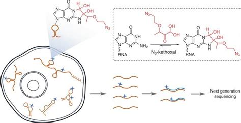 Keth Seq For Transcriptome Wide Rna Structure Mapping