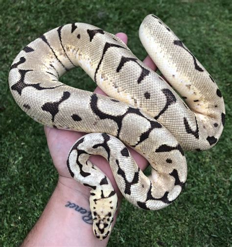 bumble bee 100 double het vpi axanthic clown ball python