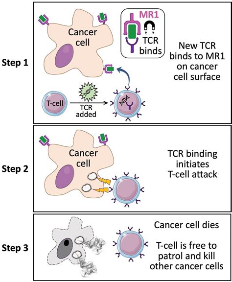 “skeleton Key” T Cell Receptor Works Across Multiple Cancer Types