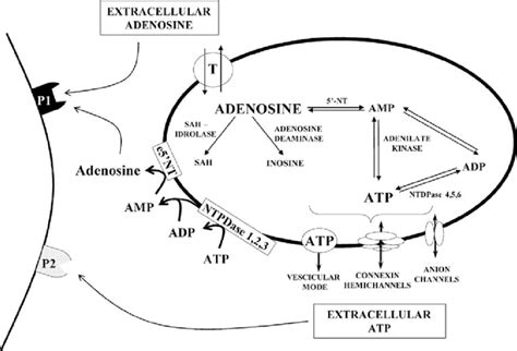 Schematic Drawing Of Intracellular And Extracellular Adenosine