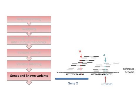 Ppt High Throughput Sequencing Powerpoint Presentation Free Download