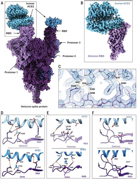 Sars Cov 2 Omicron Variant Antibody Evasion And Cryo Em Structure Of