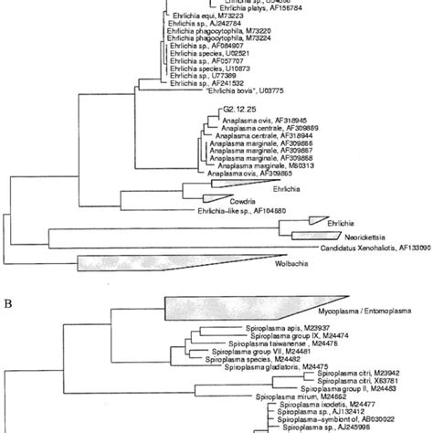 Phylogenetic Dendrograms Constructed In Arb Based On 16s Rrna Gene