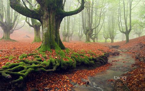 download bing image of the day wallpaper gallery